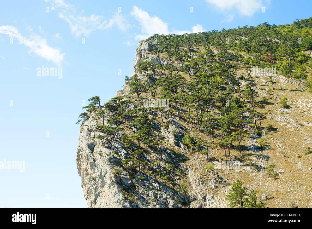Forest on a mountain slope Stock Photo - Alamy