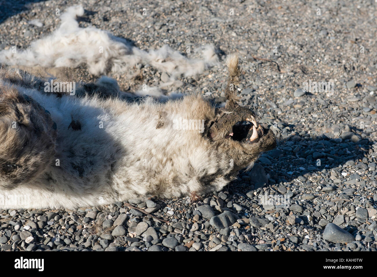 Norway, Svalbard, South Svalbard Nature Reserve, Edgeoya, Kapp Lee ...