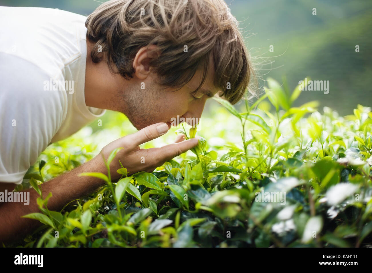 Young Man on Tea Plantation Smelling Fresh Tea Leaves Stock Photo - Alamy