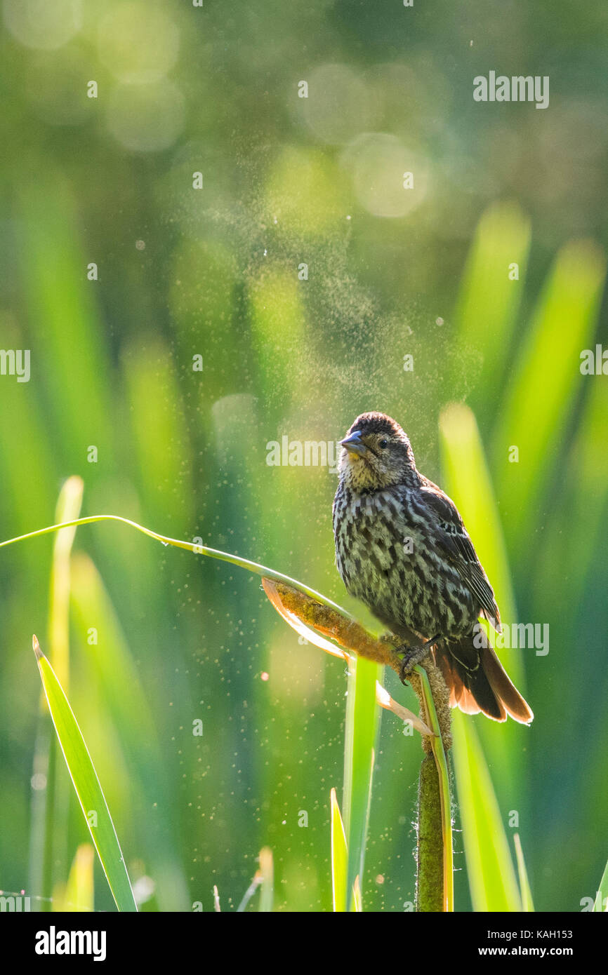 red winged blackbird baby Stock Photo - Alamy