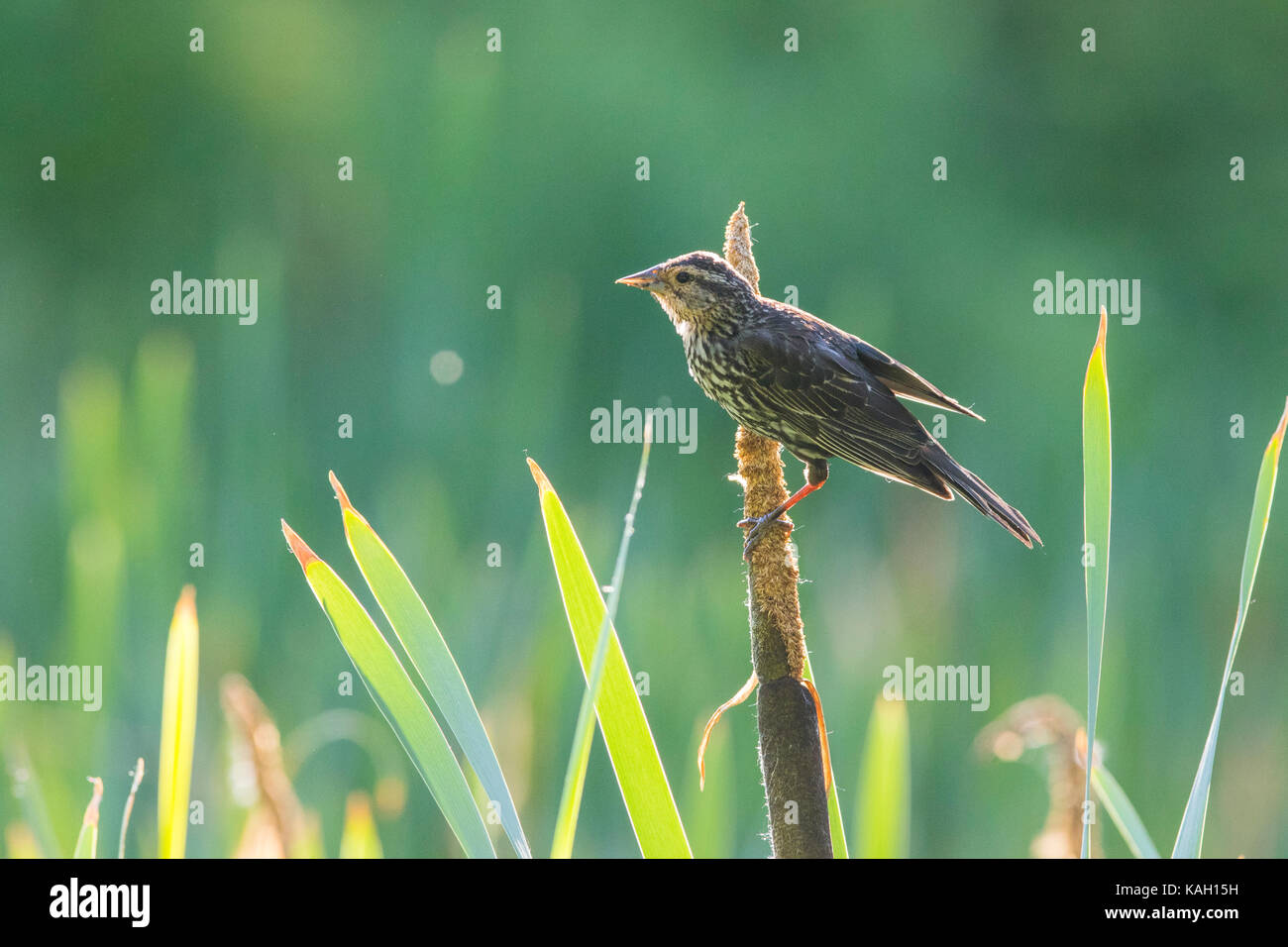 red winged blackbird baby Stock Photo - Alamy