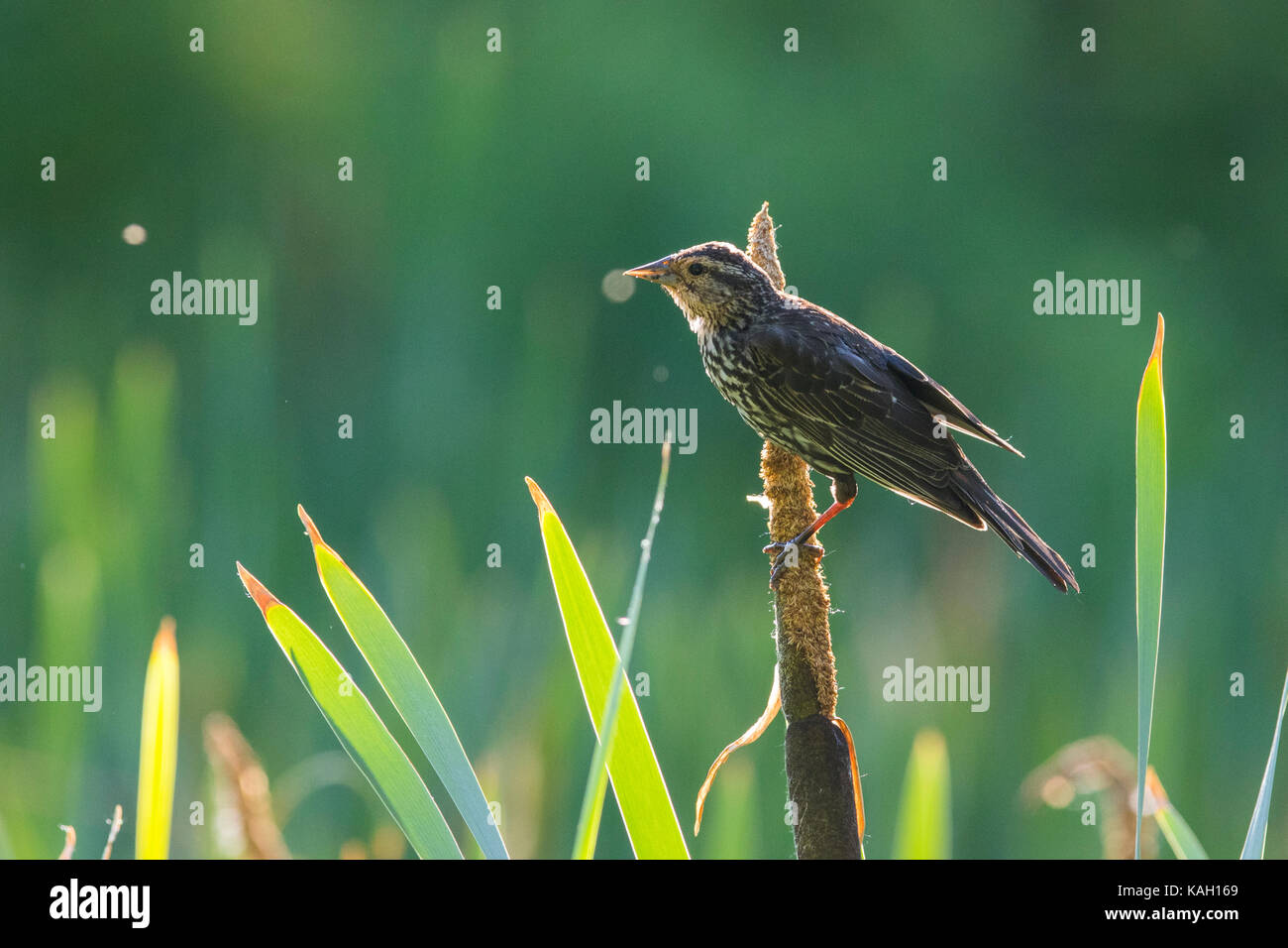 red winged blackbird baby Stock Photo - Alamy