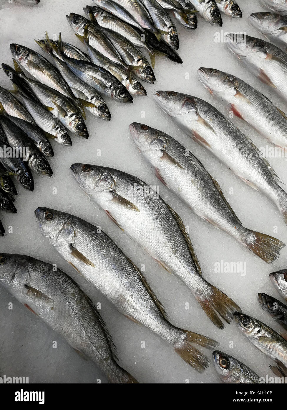 Fish silage hi-res stock photography and images - Alamy