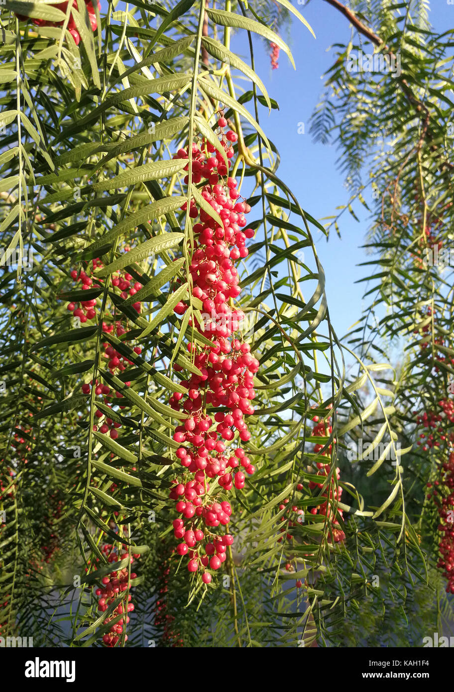 peruvian pepper tree Stock Photo - Alamy
