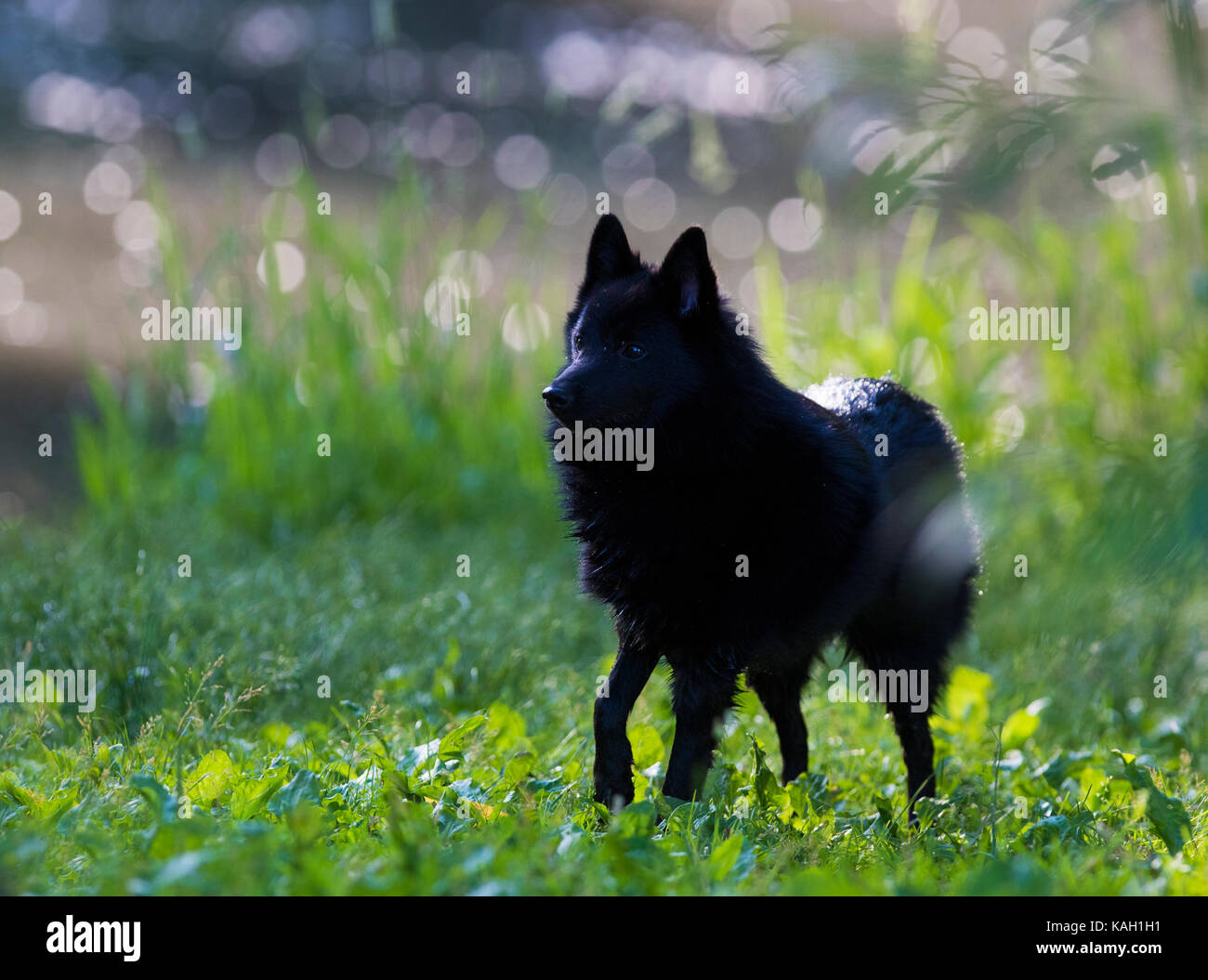 Schipperke dog in action Stock Photo - Alamy