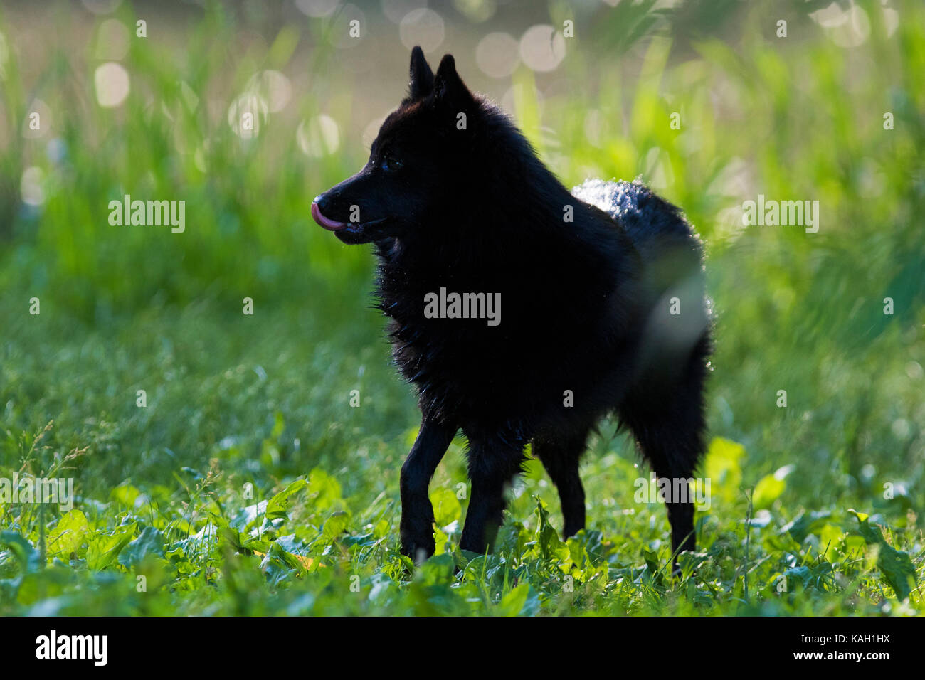 Schipperke dog in action Stock Photo - Alamy