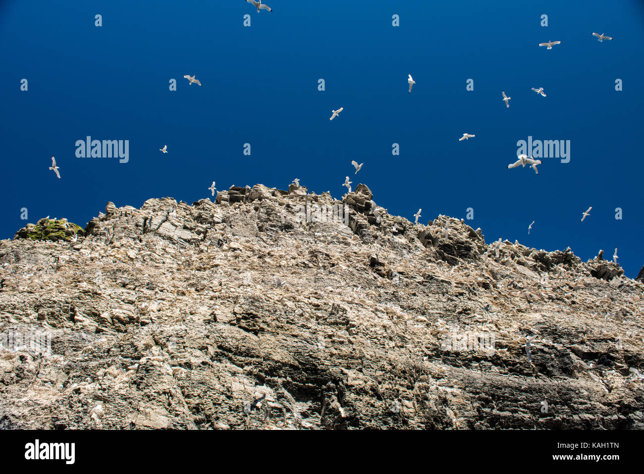 Norway, Svalbard, South Svalbard Nature Reserve, Edgeoya, Kapp Waldburg ...