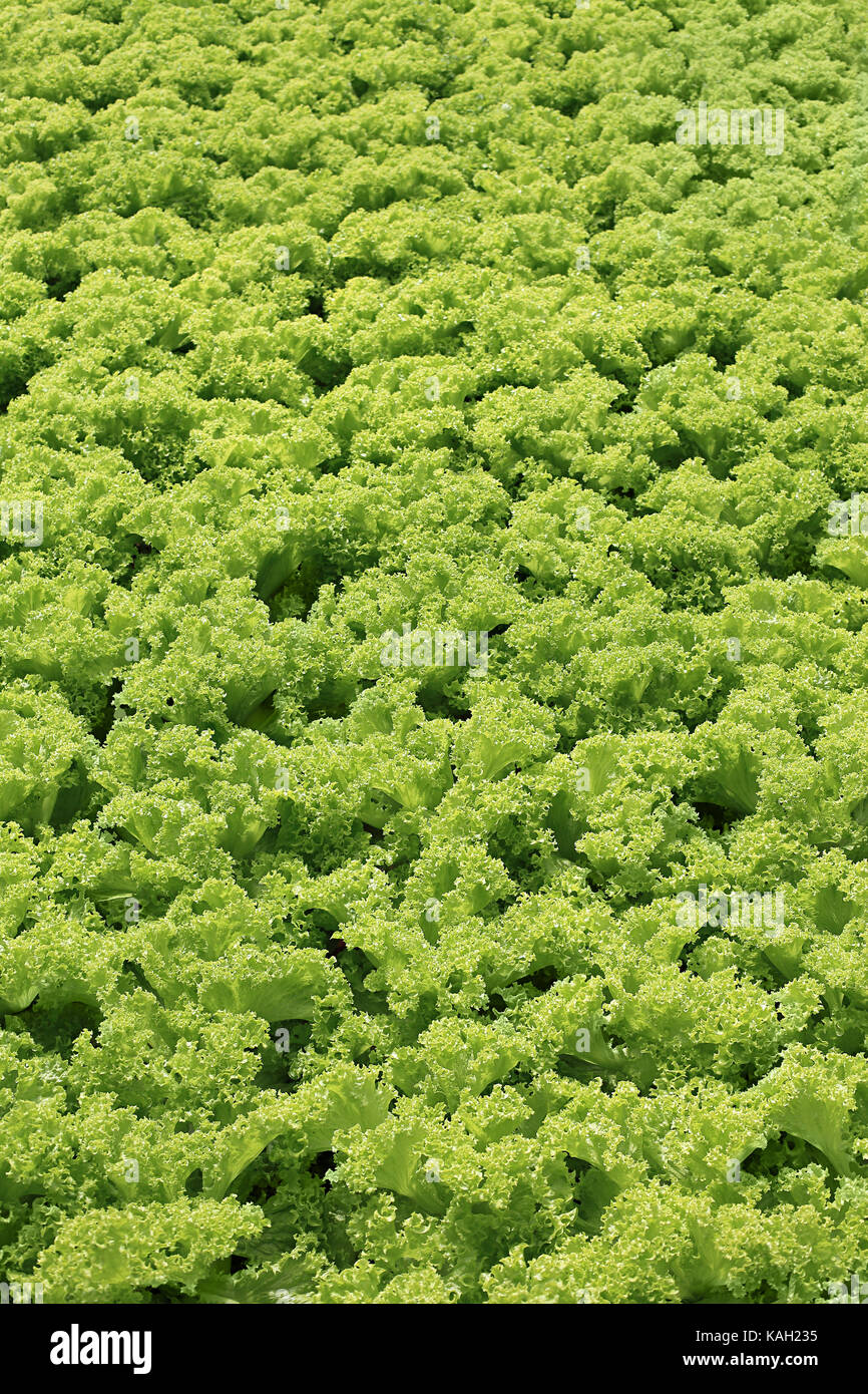 Salad texture hi-res stock photography and images - Alamy