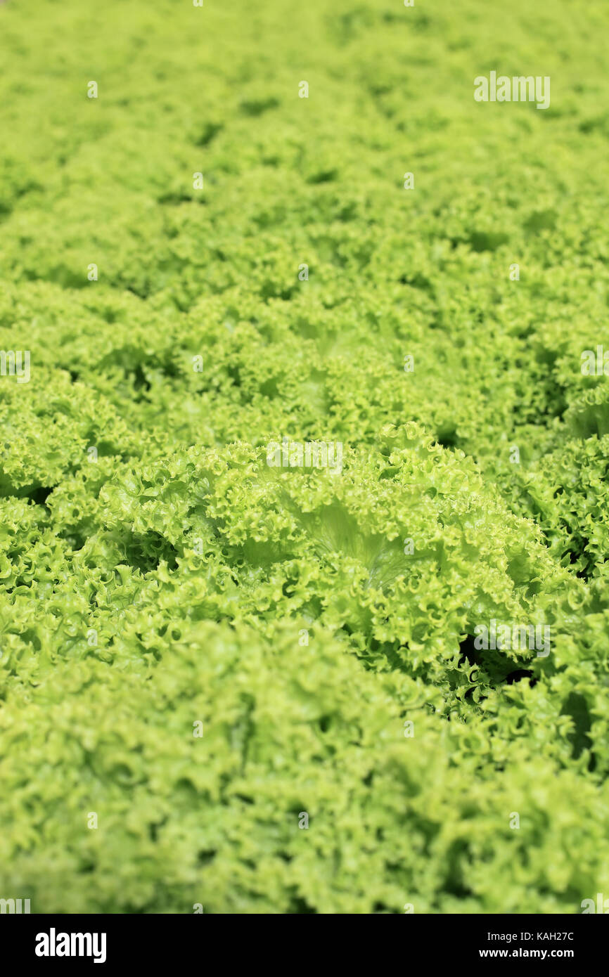Salad texture hi-res stock photography and images - Alamy