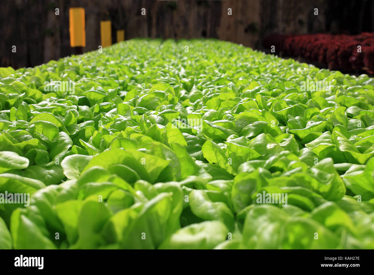 Organic hydroponic fresh green cabbage cultivation farm Stock Photo - Alamy