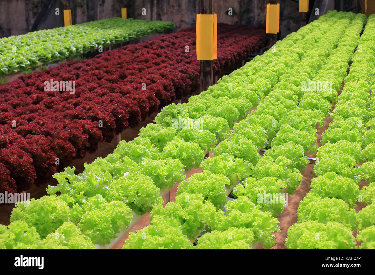 Multicolor lettuce leaf hi-res stock photography and images - Alamy