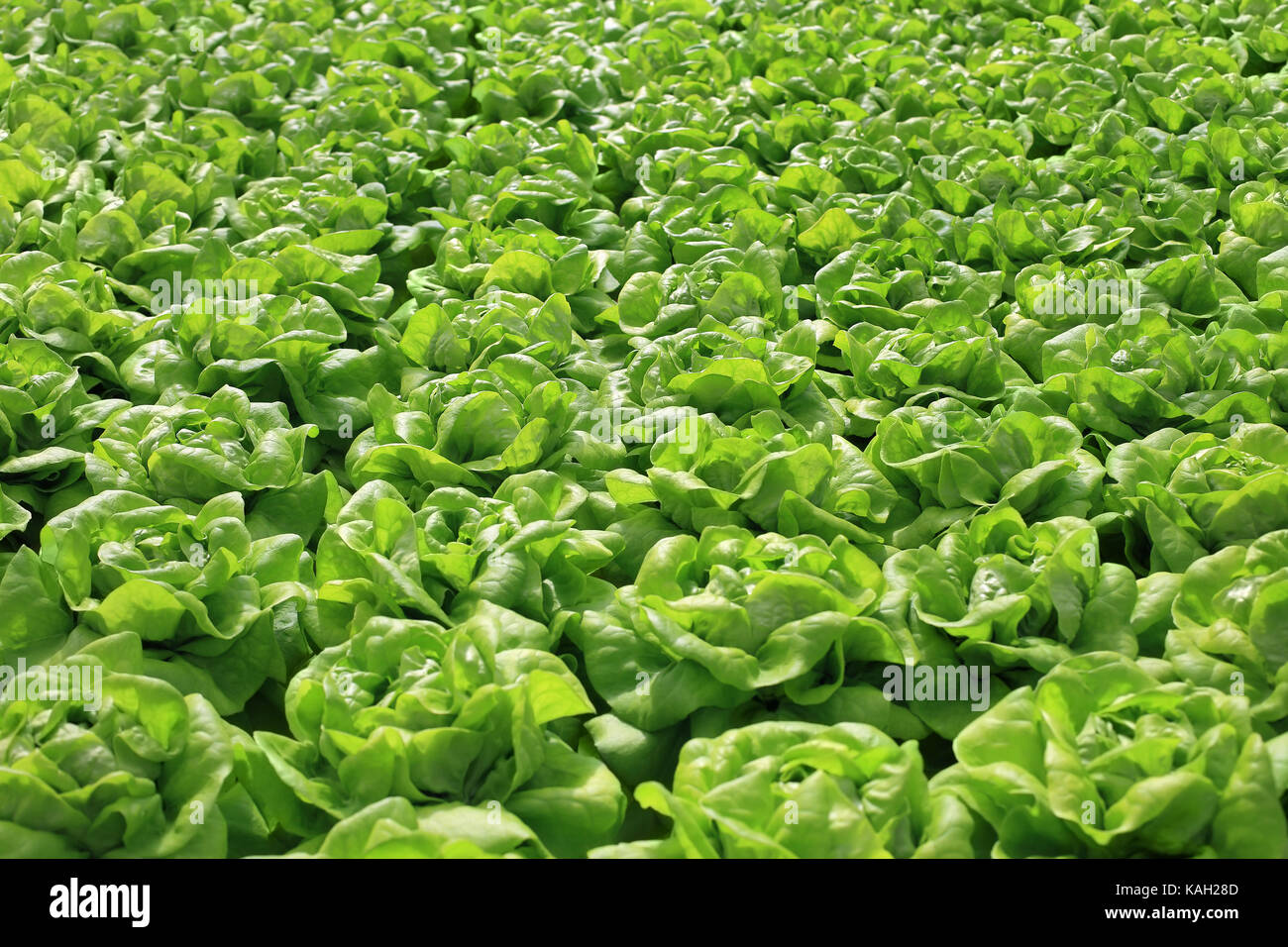 Fresh green cabbage texture background Stock Photo - Alamy