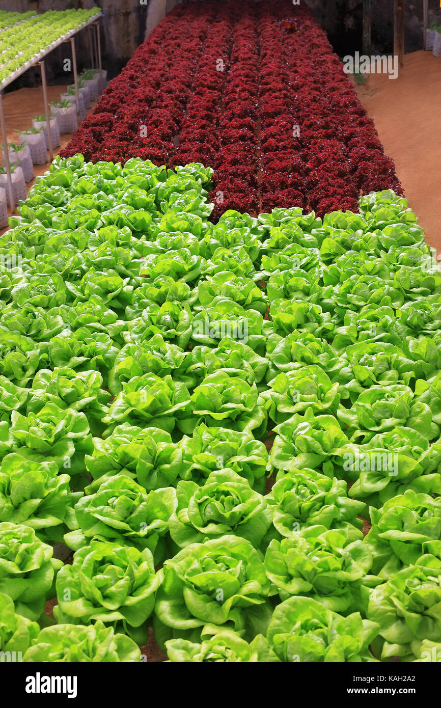 Modern technology cabbage hi-res stock photography and images - Alamy