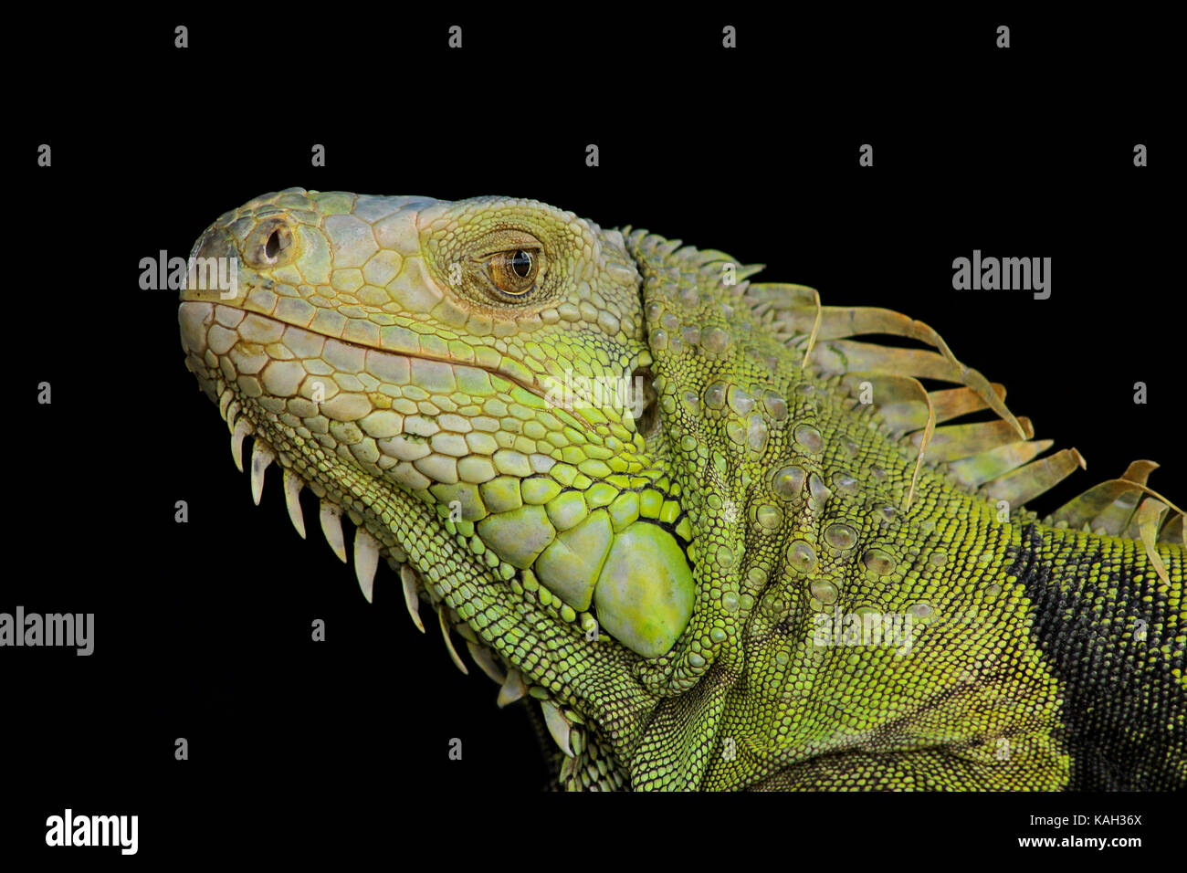 Portrait of lizard Stock Photo - Alamy