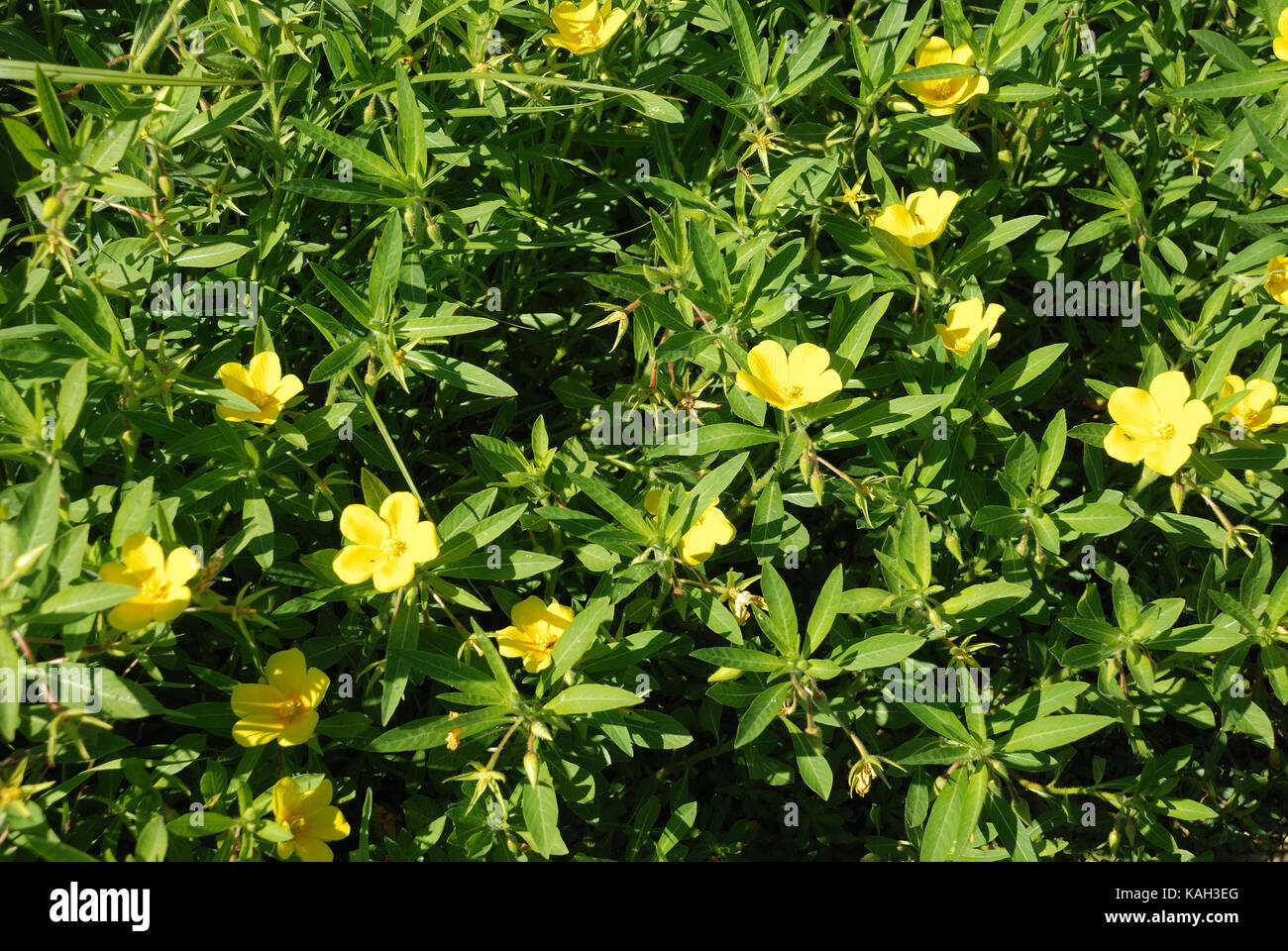 Large flower Primrose Stock Photo - Alamy