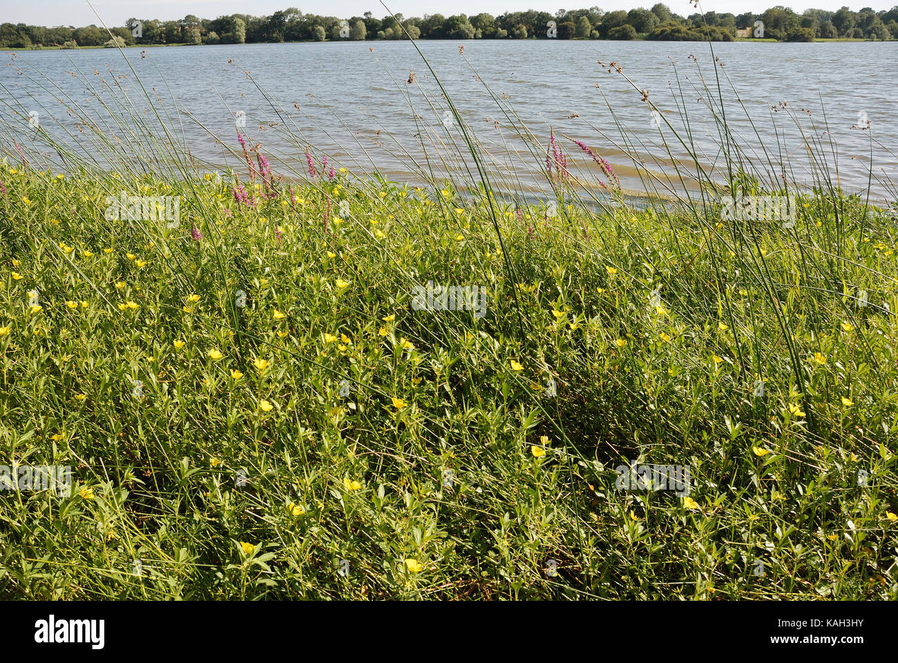 Water primrose aquatic plant hi-res stock photography and images - Alamy