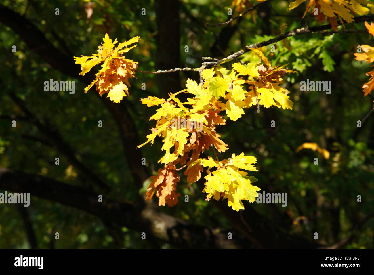 yellow oak leaves on a tree Stock Photo - Alamy