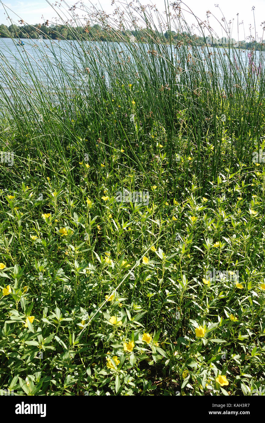 Water primrose aquatic plant hi-res stock photography and images - Alamy
