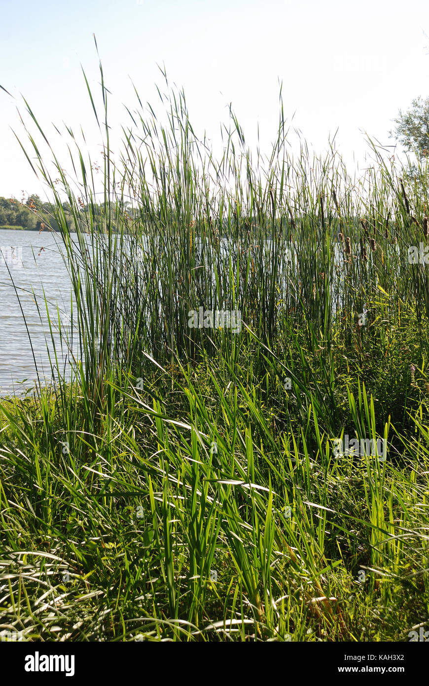 Water primrose aquatic plant hi-res stock photography and images - Alamy