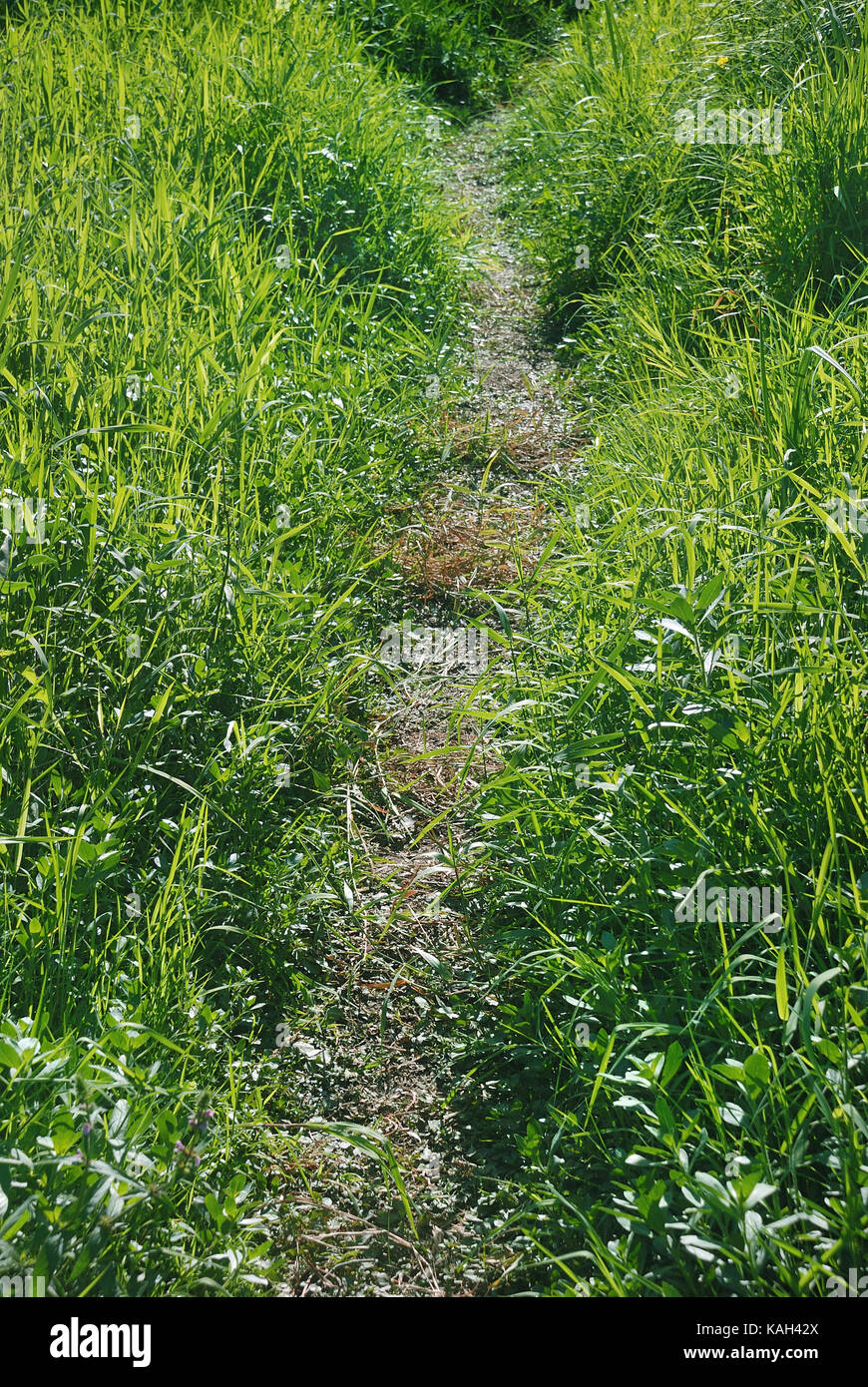 path in summer Stock Photo - Alamy