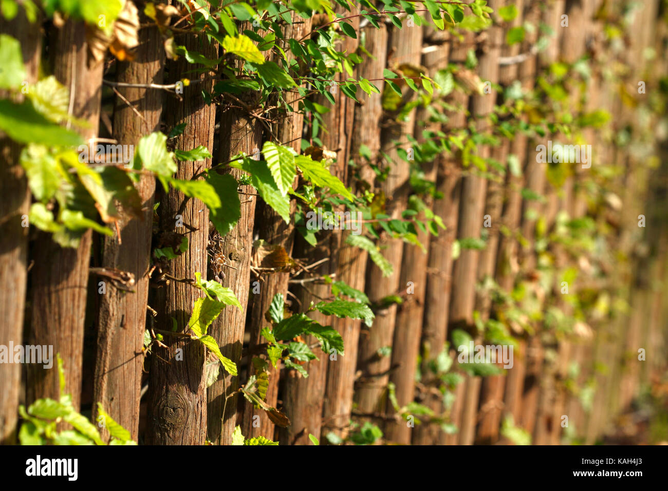 old brown wooden garden fence Stock Photo - Alamy