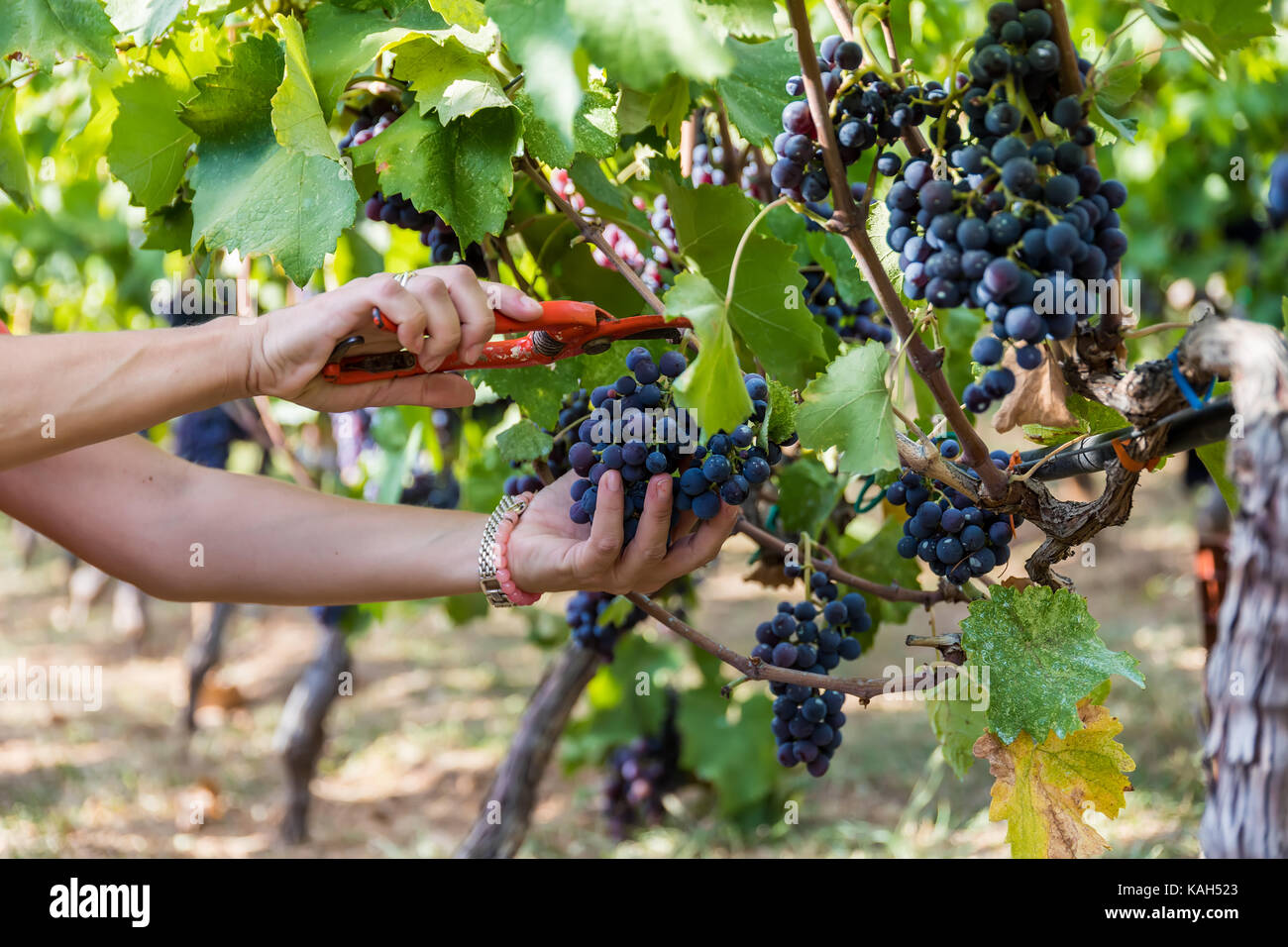 Close up of grapes during grape harvesting Stock Photo - Alamy