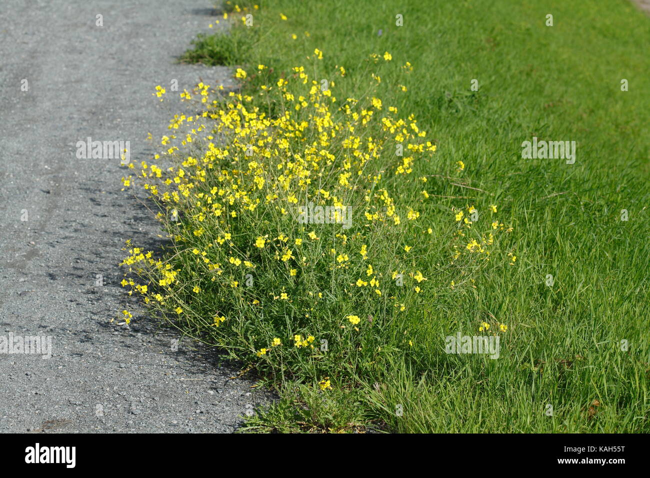 Grit way, footpath, pedestrian's way Stock Photo - Alamy