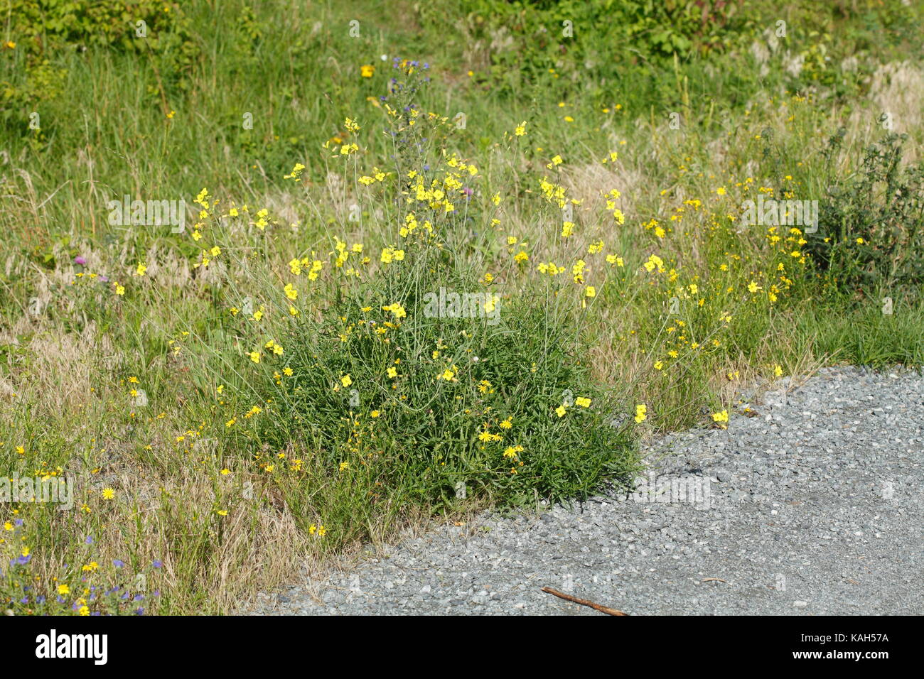 Grit way, footpath, pedestrian's way Stock Photo - Alamy