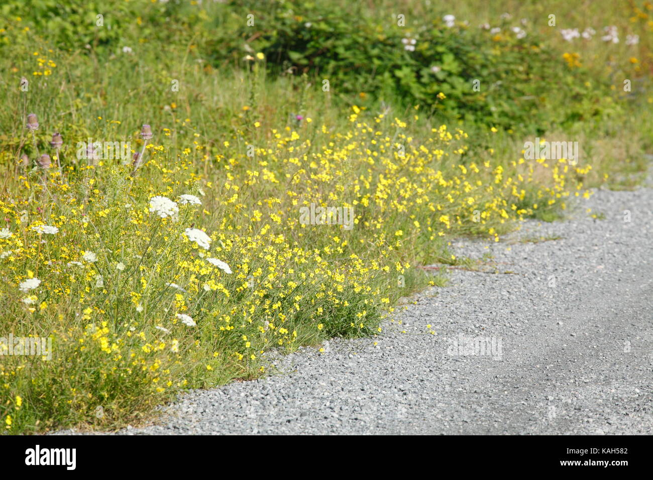 Grit way, footpath, pedestrian's way Stock Photo - Alamy