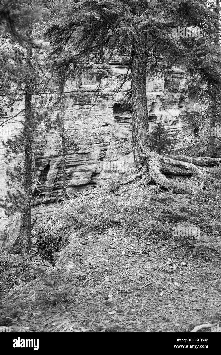 Pine tree at Maligne Canyon Jasper Alberta Canada Stock Photo - Alamy
