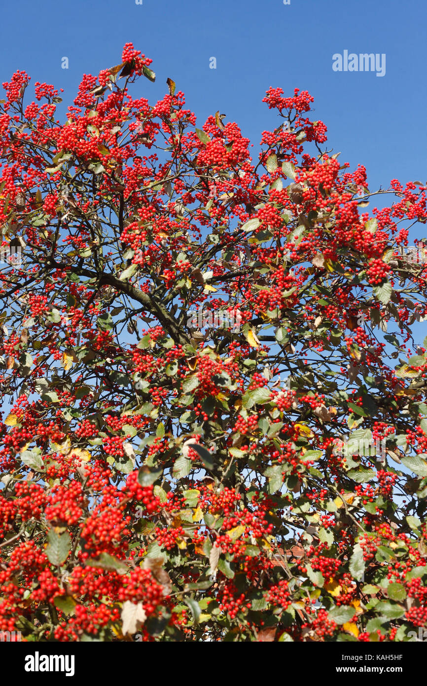 rowanberries on a Rowanberry Tree Stock Photo - Alamy