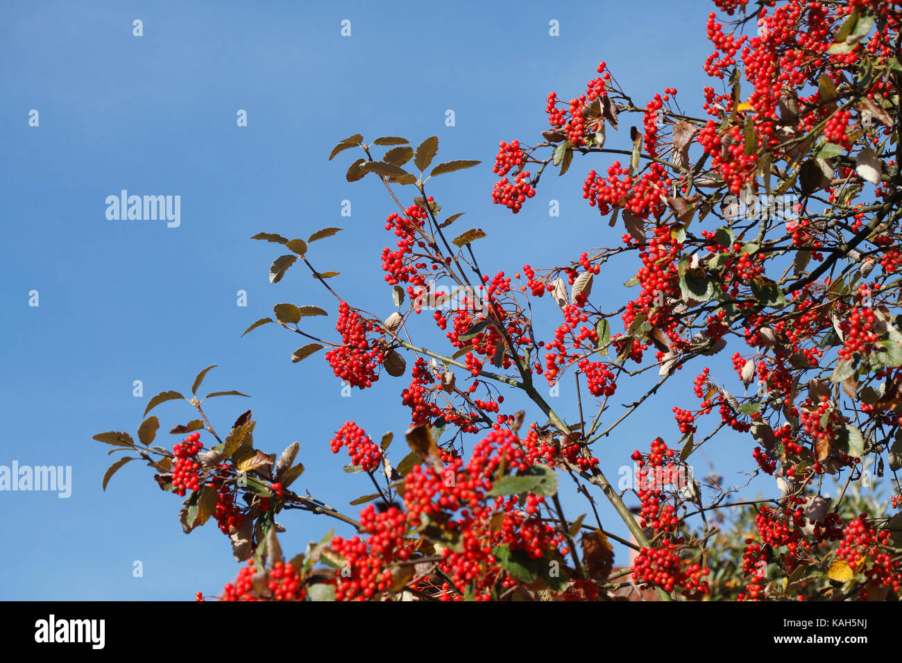 rowanberries on a Rowanberry Tree Stock Photo - Alamy