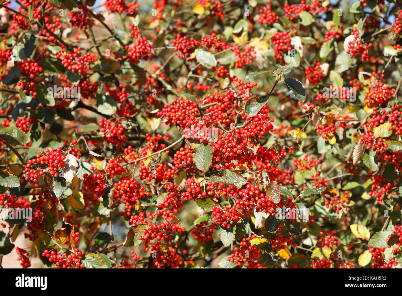 rowanberries on a Rowanberry Tree Stock Photo - Alamy