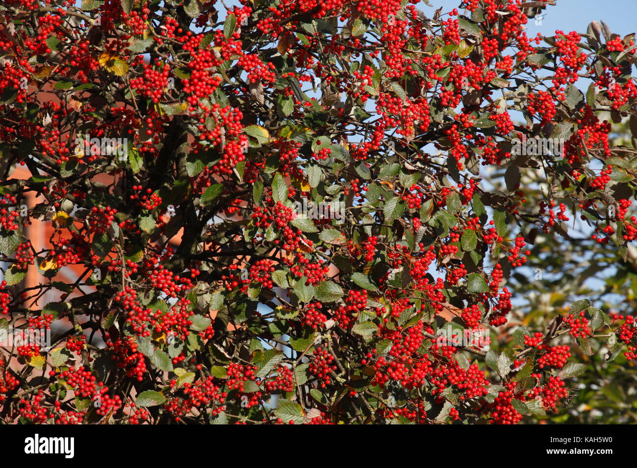 rowanberries on a Rowanberry Tree Stock Photo - Alamy