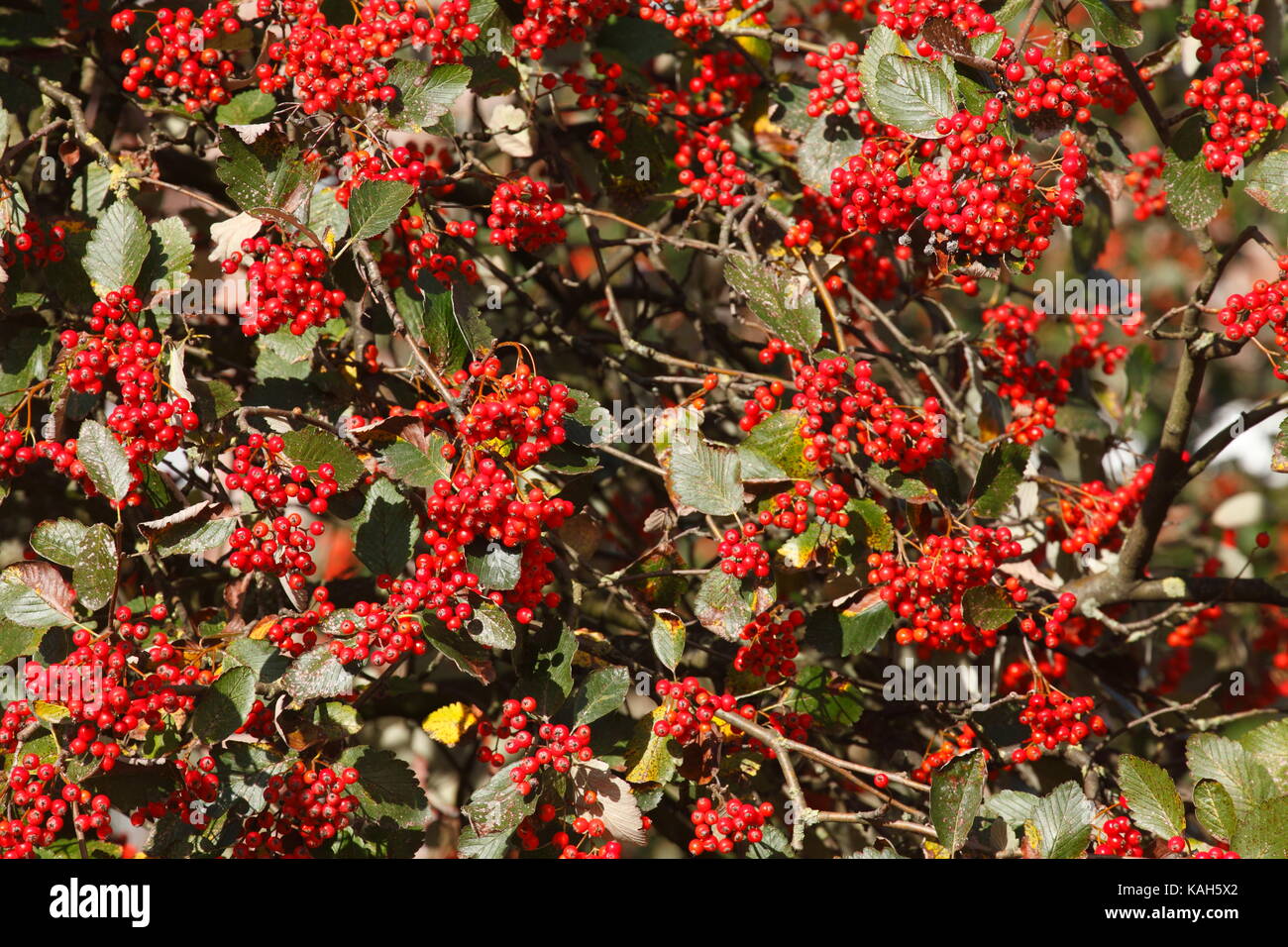 rowanberries on a Rowanberry Tree Stock Photo - Alamy