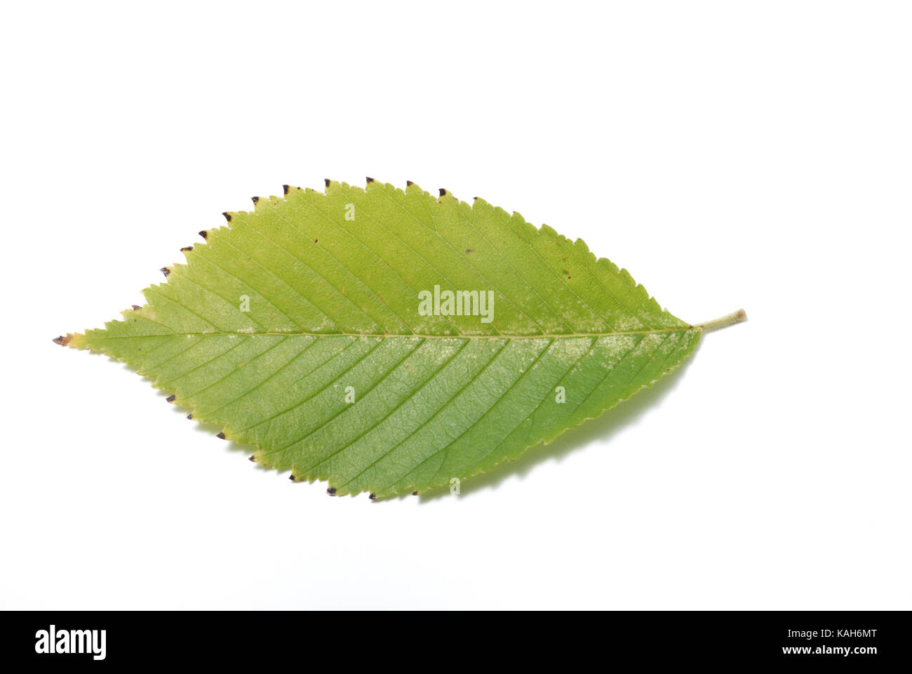 Leaf on a white background Stock Photo - Alamy