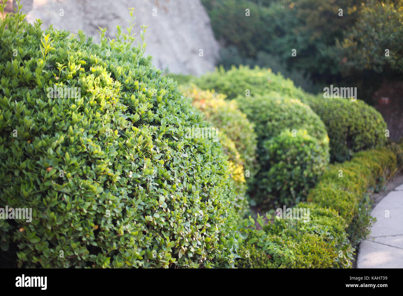 Landscape design. Garden bushes Stock Photo - Alamy