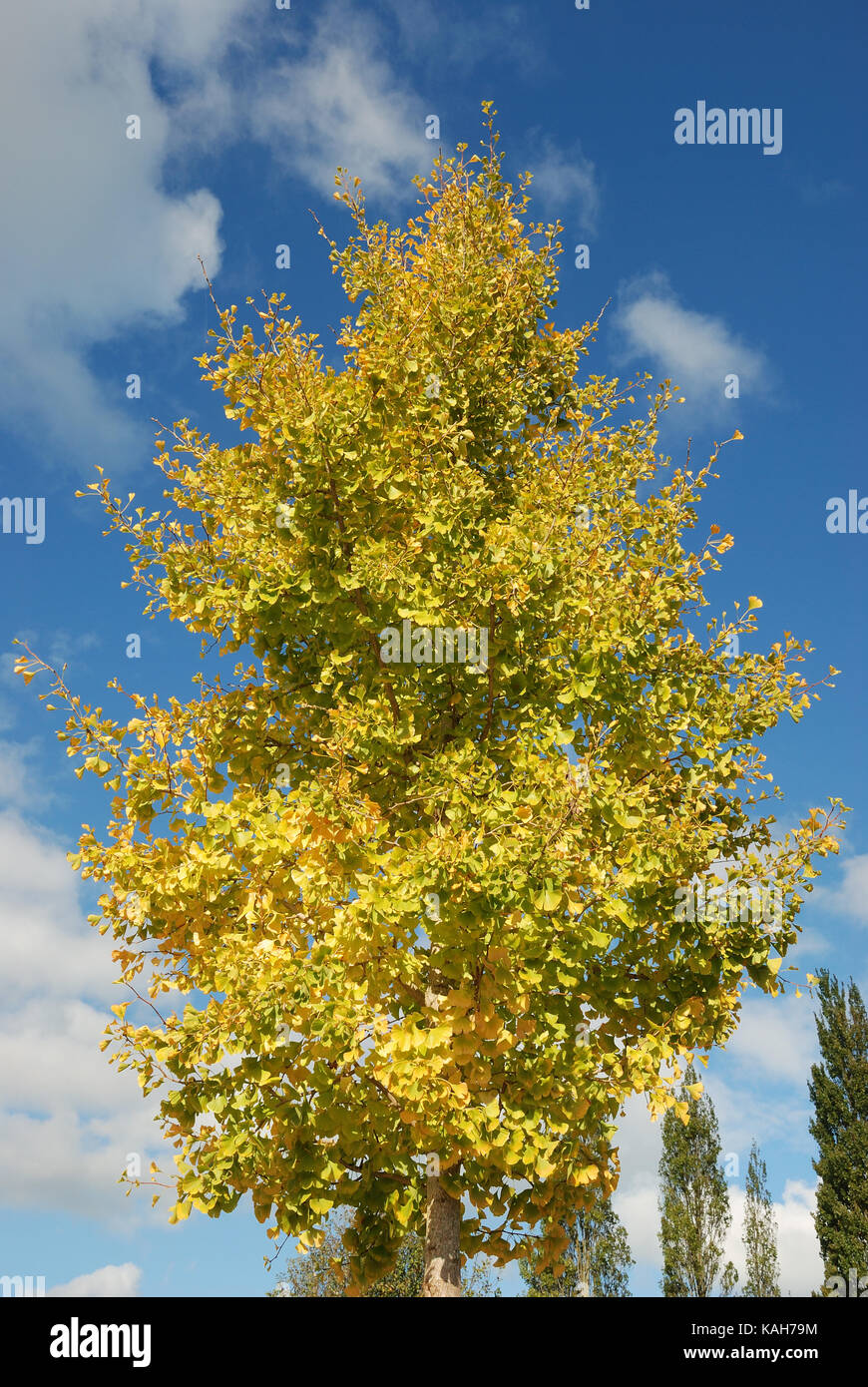 Tree in autumn colours Stock Photo - Alamy