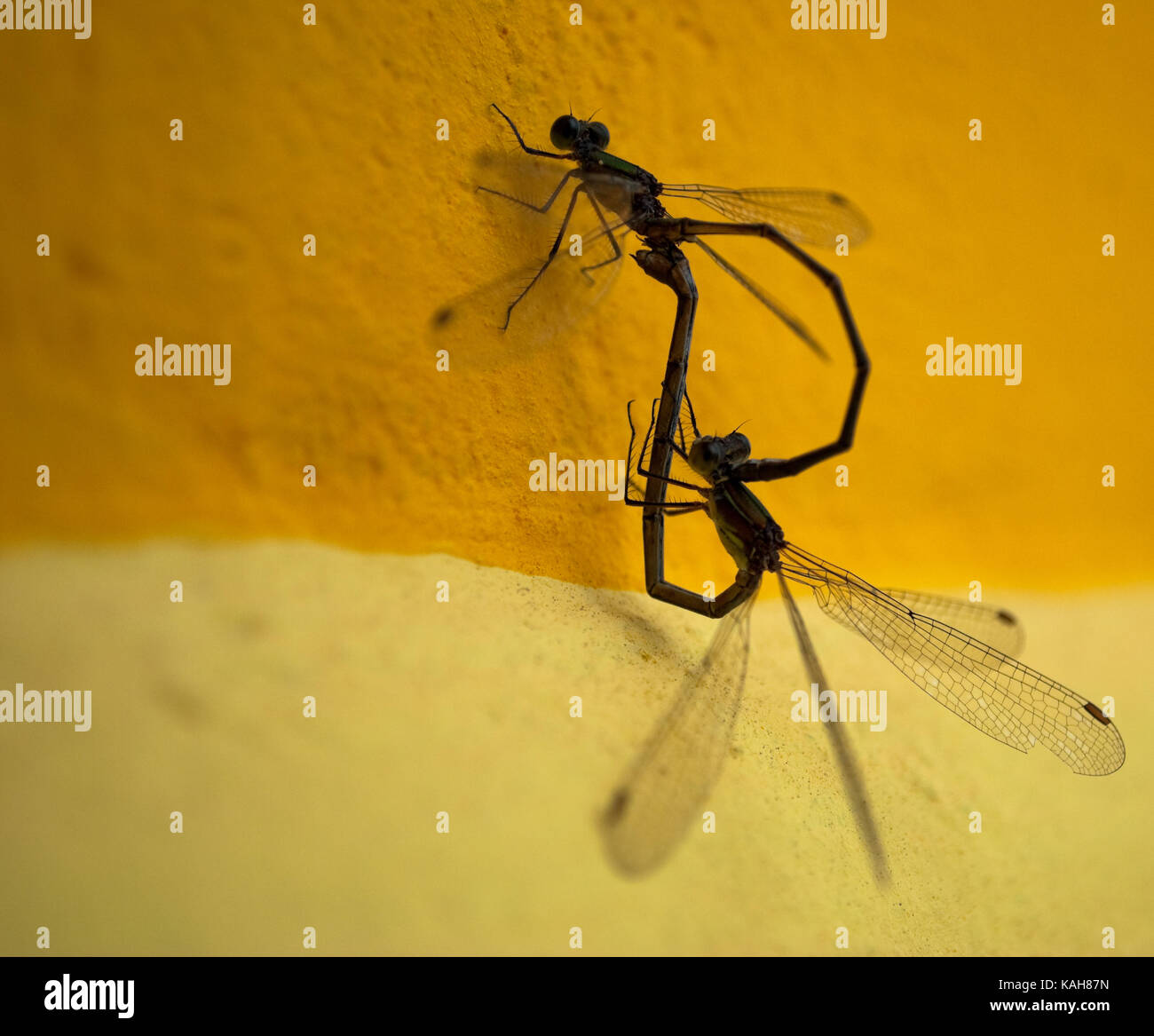 Two flying dragonflies hi-res stock photography and images - Alamy