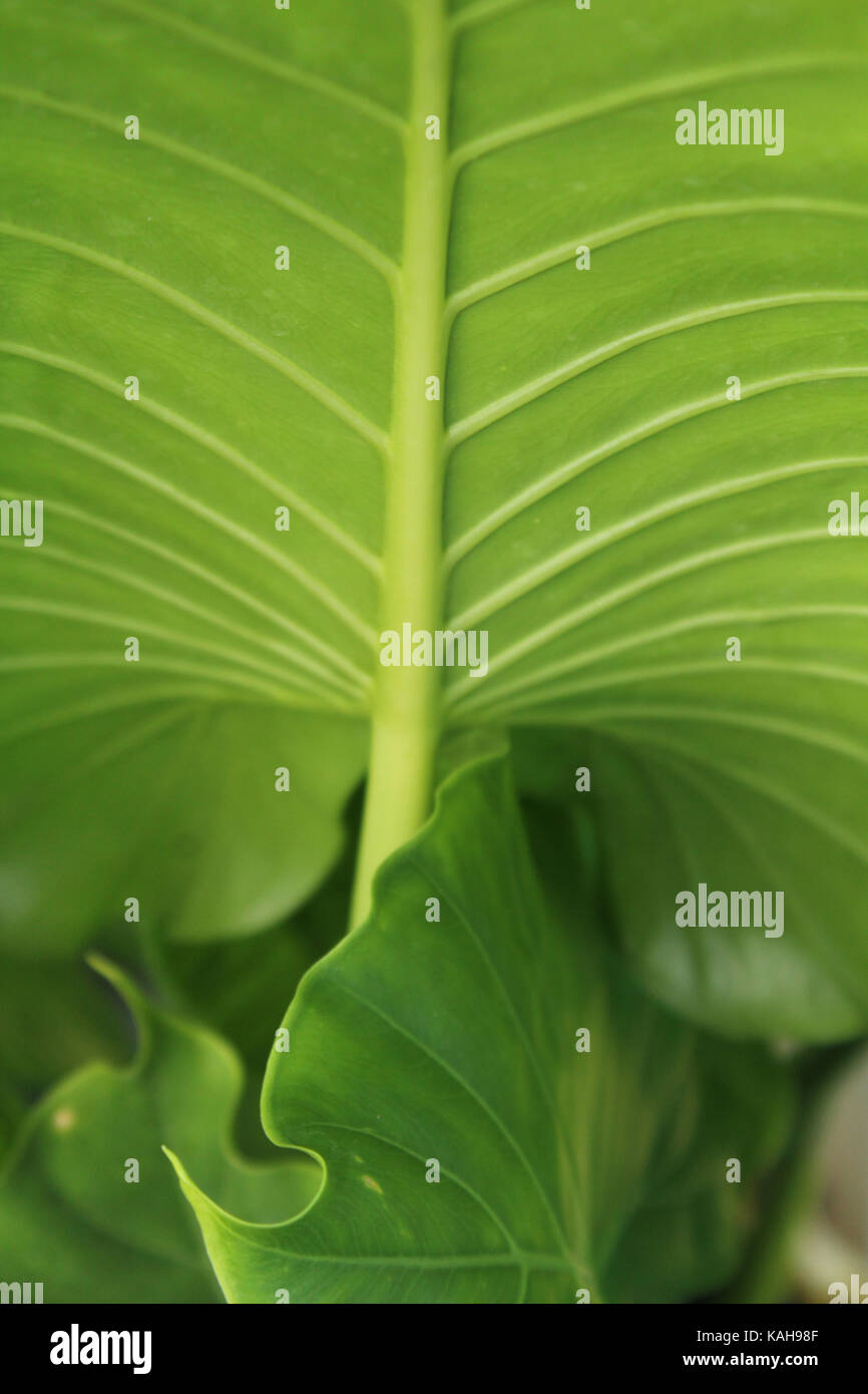 Dwarf elephant ear hi-res stock photography and images - Alamy