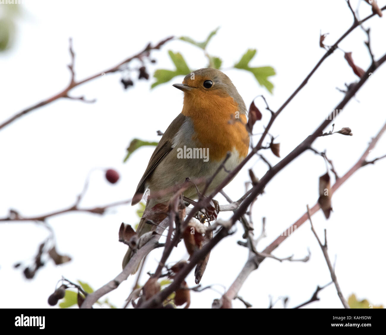 Red robin in detail hi-res stock photography and images - Alamy