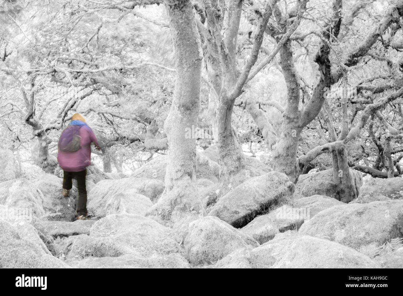 Two twisted and gnarled trees hi-res stock photography and images - Alamy