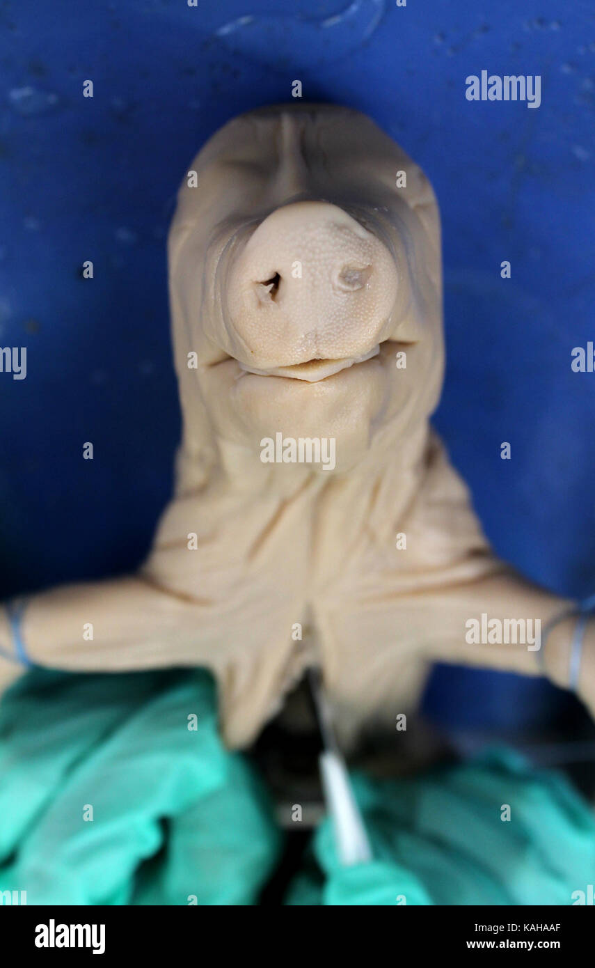 Female fetal pig dissection hi-res stock photography and images - Alamy