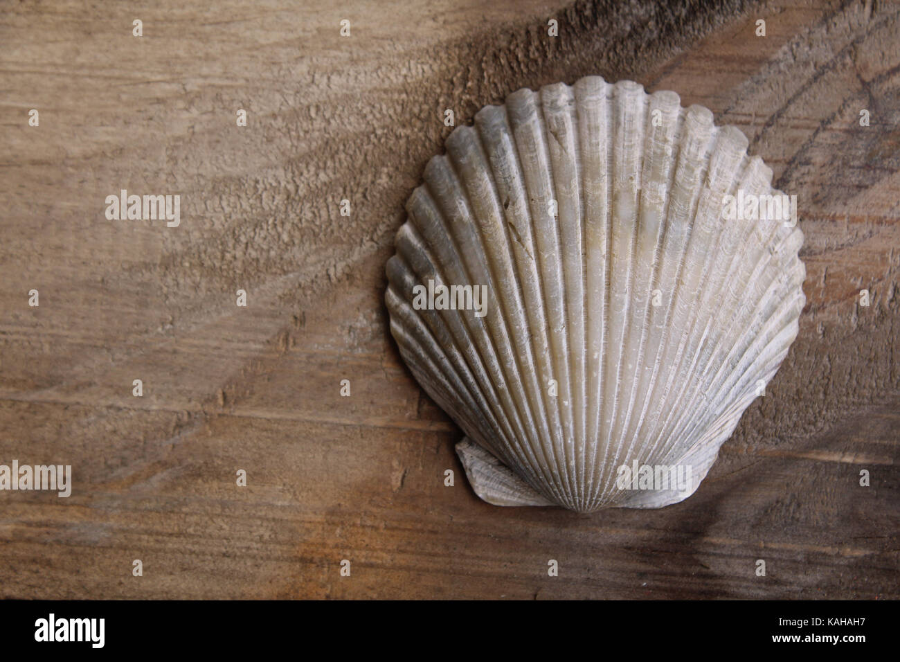 sea shell on wood Stock Photo - Alamy