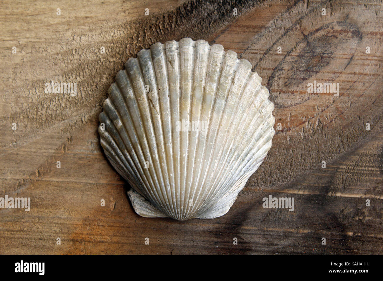 sea shell on wood Stock Photo - Alamy