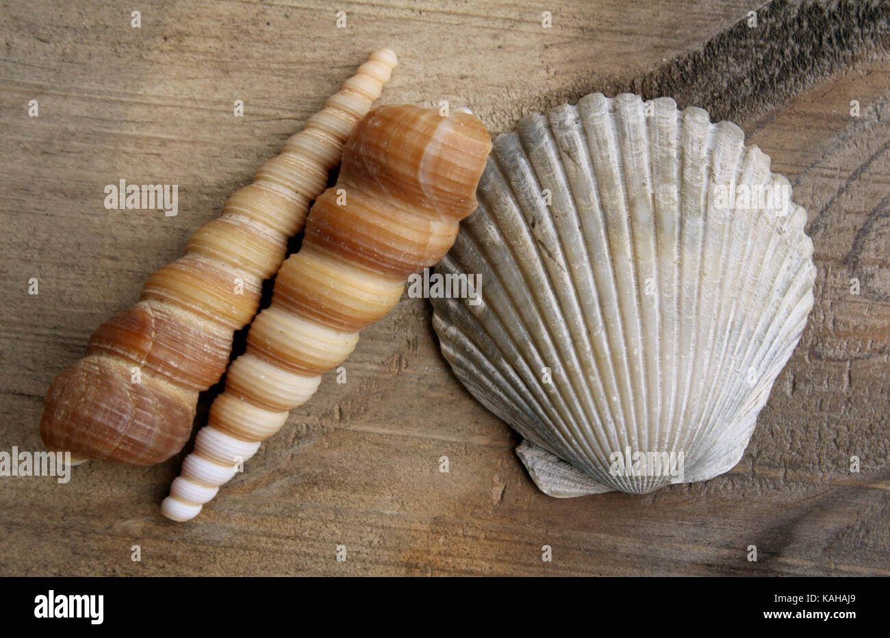Turret shells hi-res stock photography and images - Alamy