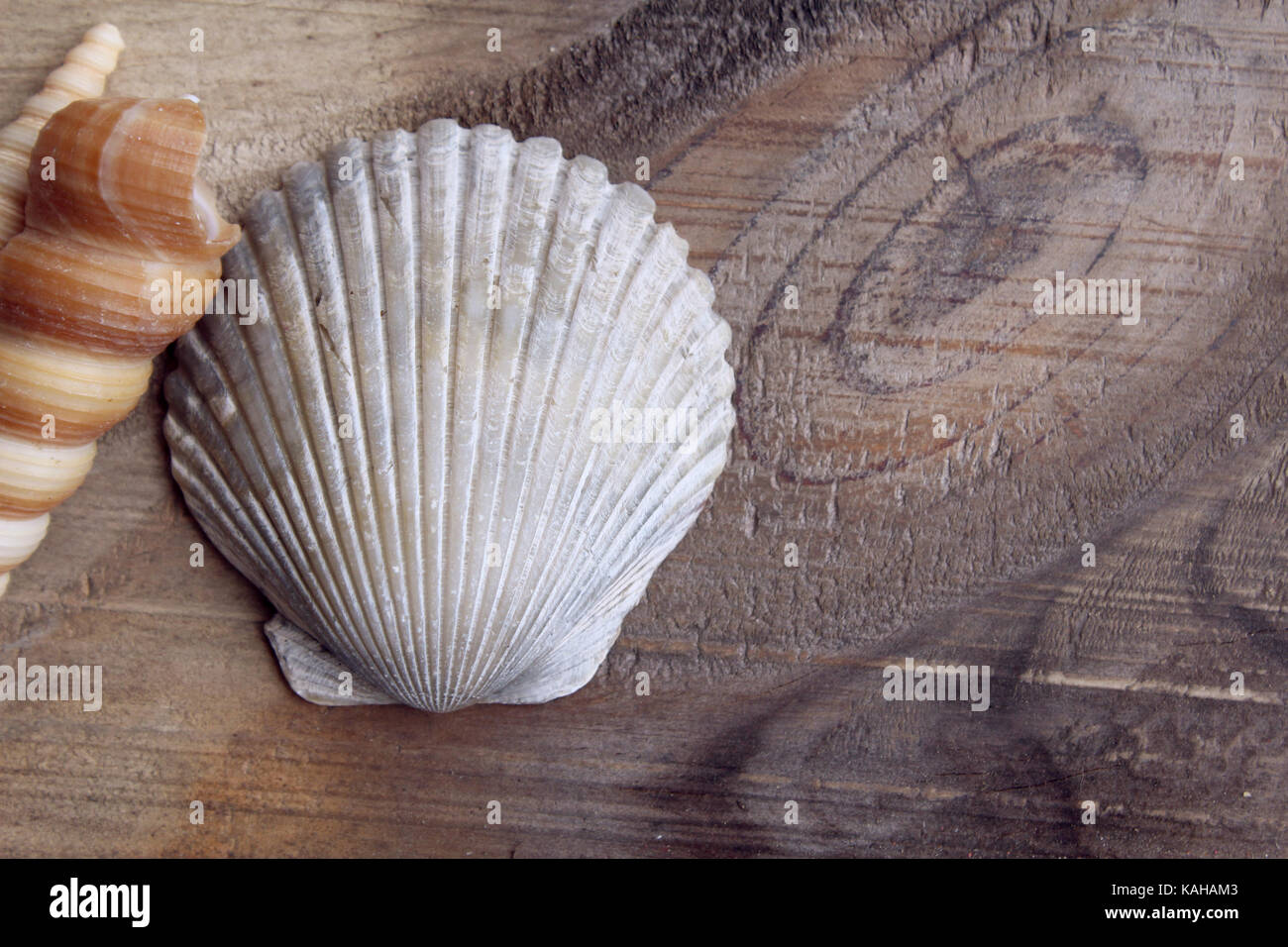 sea shells on wood Stock Photo - Alamy