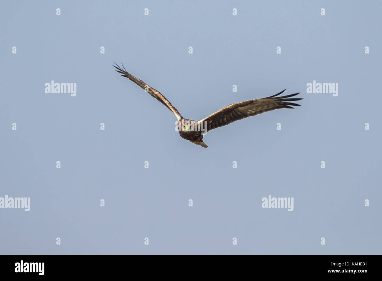 Bird in flight - Eastern Marsh Harrier (Circus spilonotus Stock Photo ...