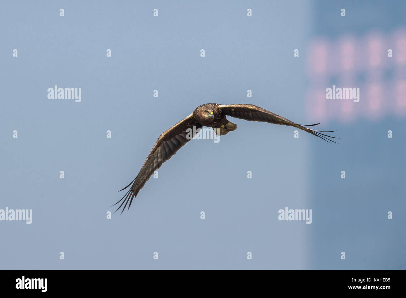 Bird in flight - Eastern Marsh Harrier (Circus spilonotus Stock Photo ...