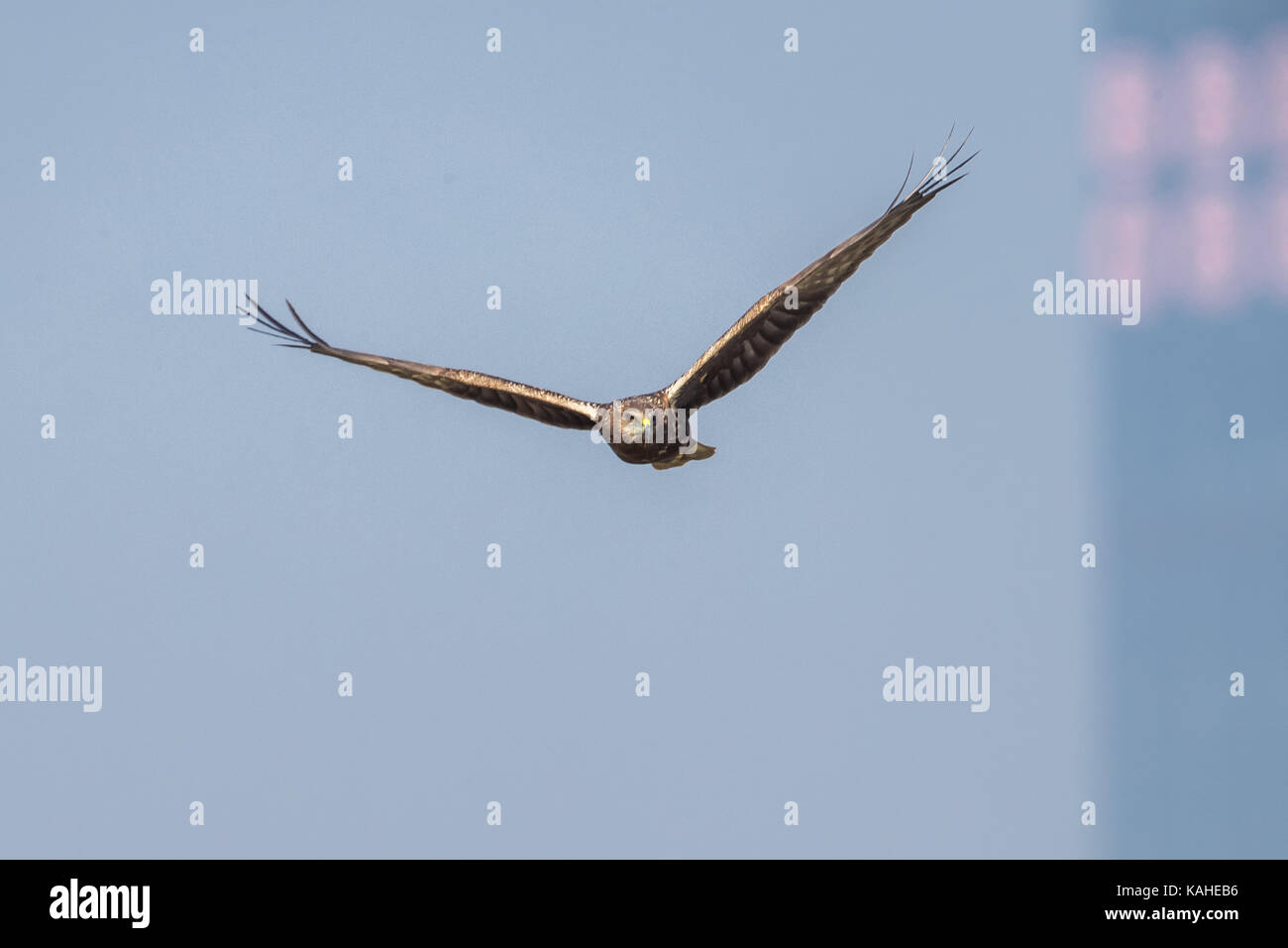 Bird in flight - Eastern Marsh Harrier (Circus spilonotus Stock Photo ...